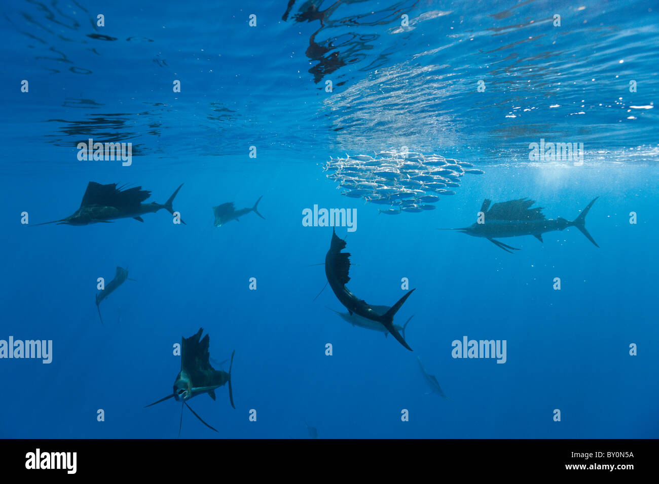 Atlantic Sailfish, Istiophorus albicans, Isla Mujeres, Yucatan ...