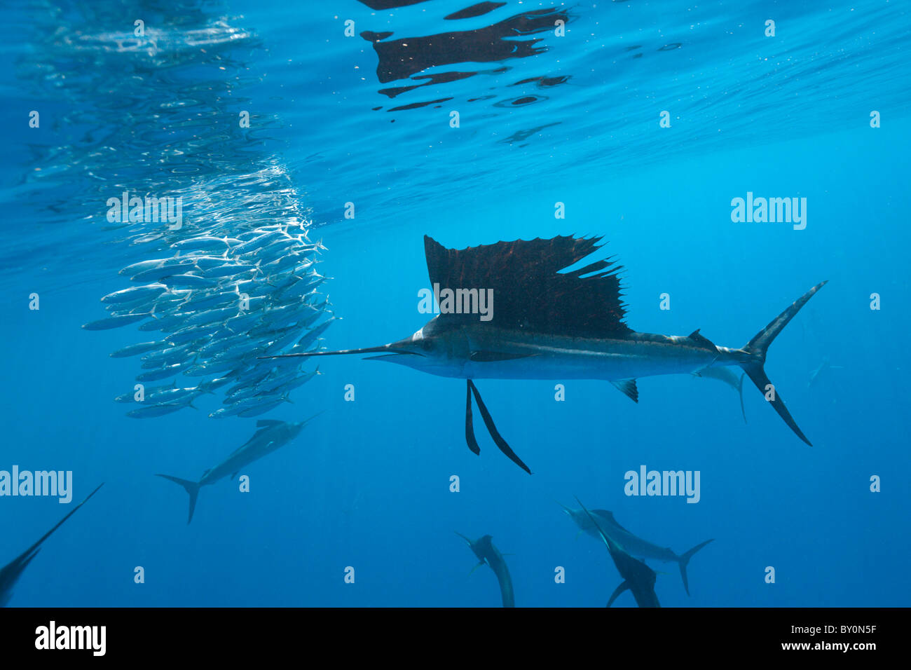 Atlantic sailfish istiophorus albicans hi-res stock photography and ...
