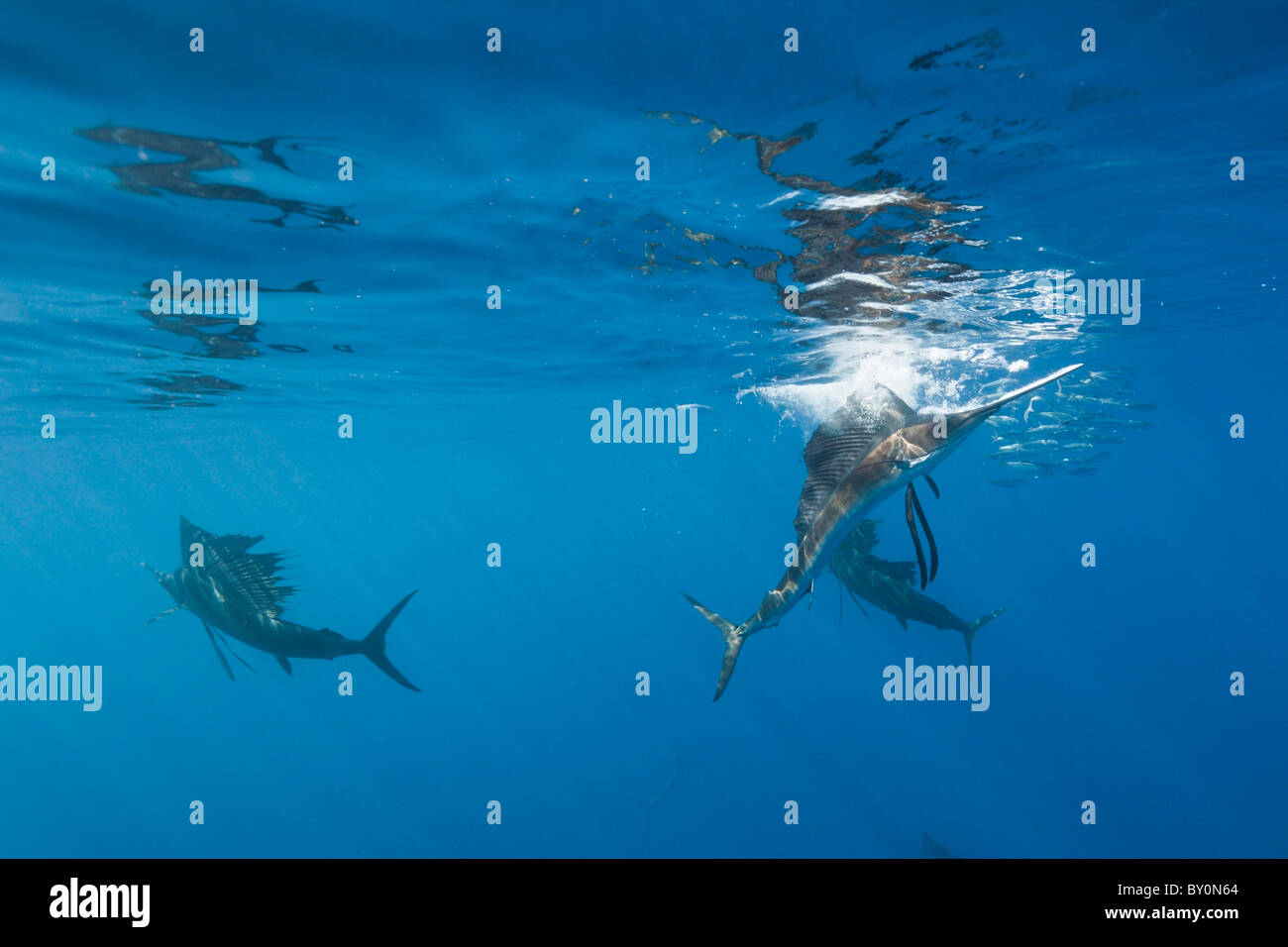 Atlantic Sailfish hunting Sardines, Istiophorus albicans, Isla Mujeres ...