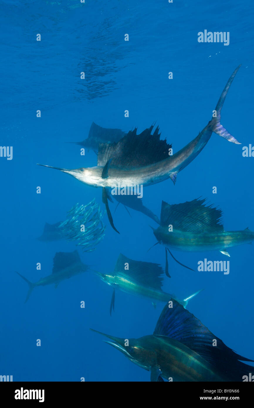 Atlantic Sailfish hunting Sardines, Istiophorus albicans, Isla Mujeres ...