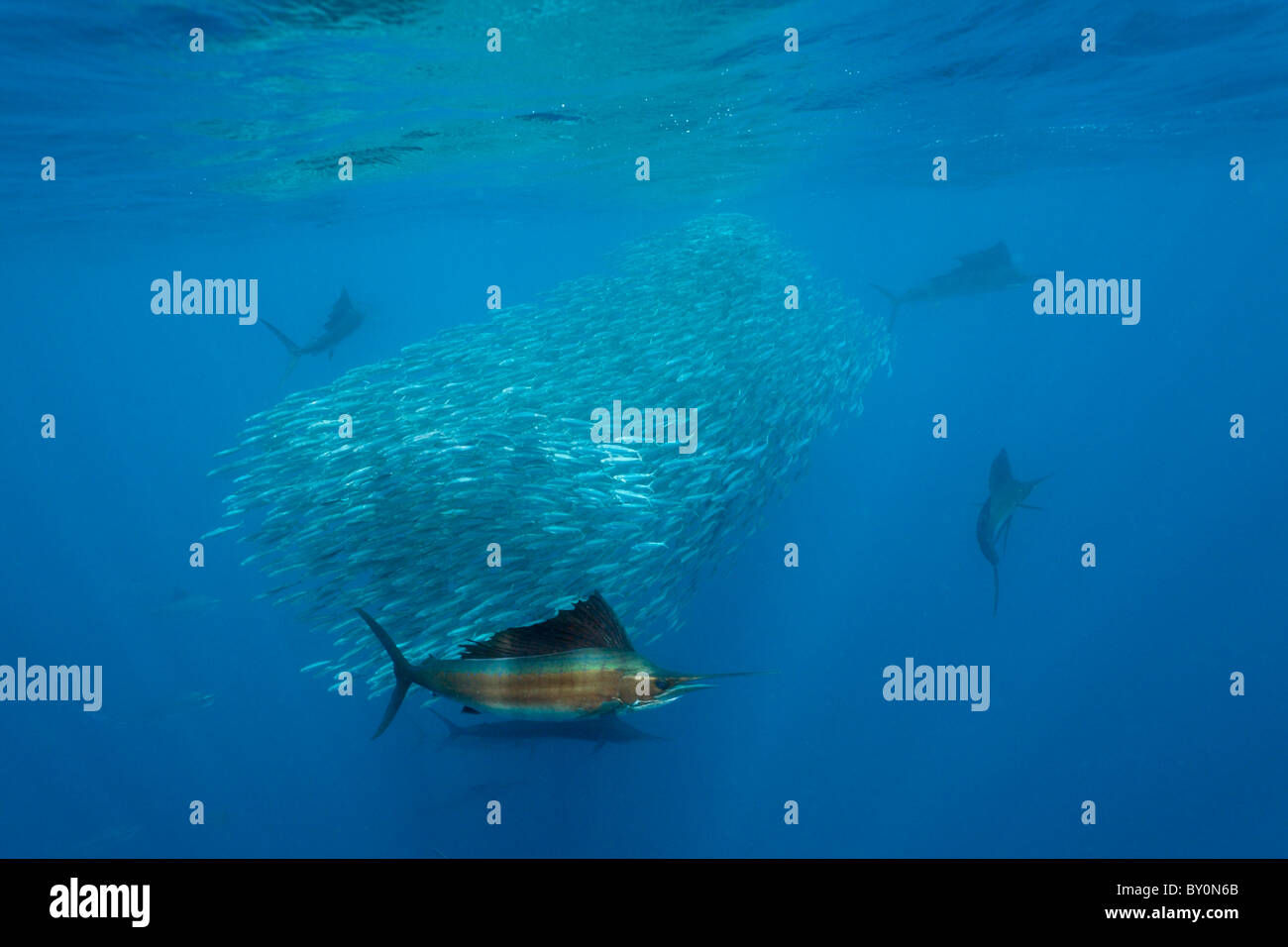 Atlantic Sailfish hunting Sardines, Istiophorus albicans, Isla Mujeres ...