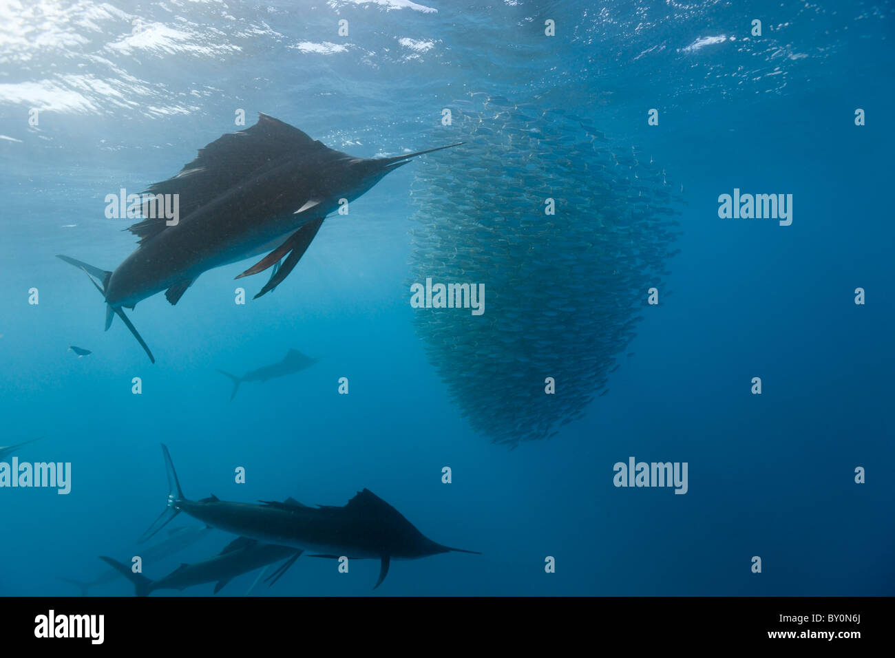 Atlantic Sailfish hunting Sardines, Istiophorus albicans, Isla Mujeres ...