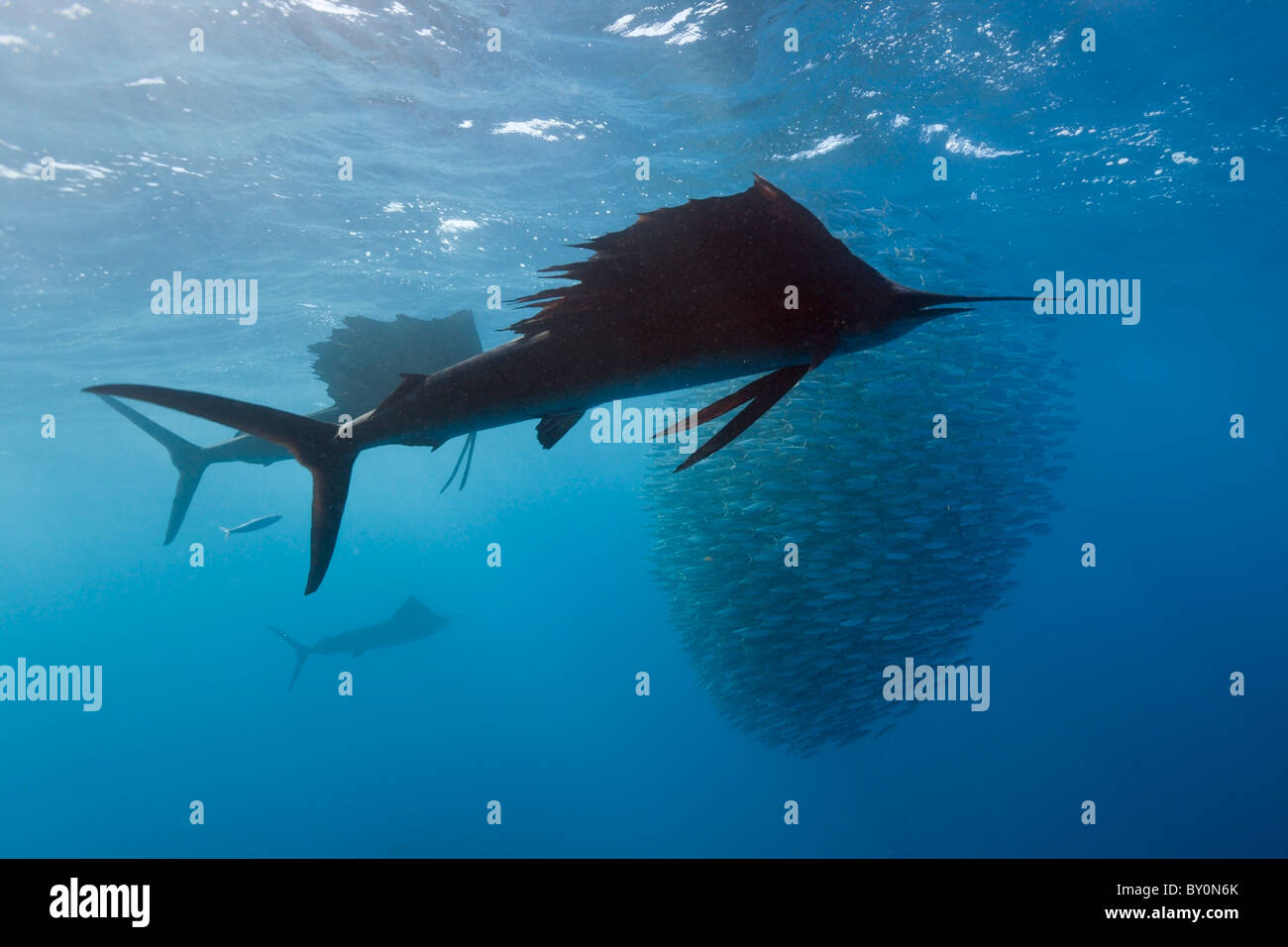 Atlantic Sailfish hunting Sardines, Istiophorus albicans, Isla Mujeres ...