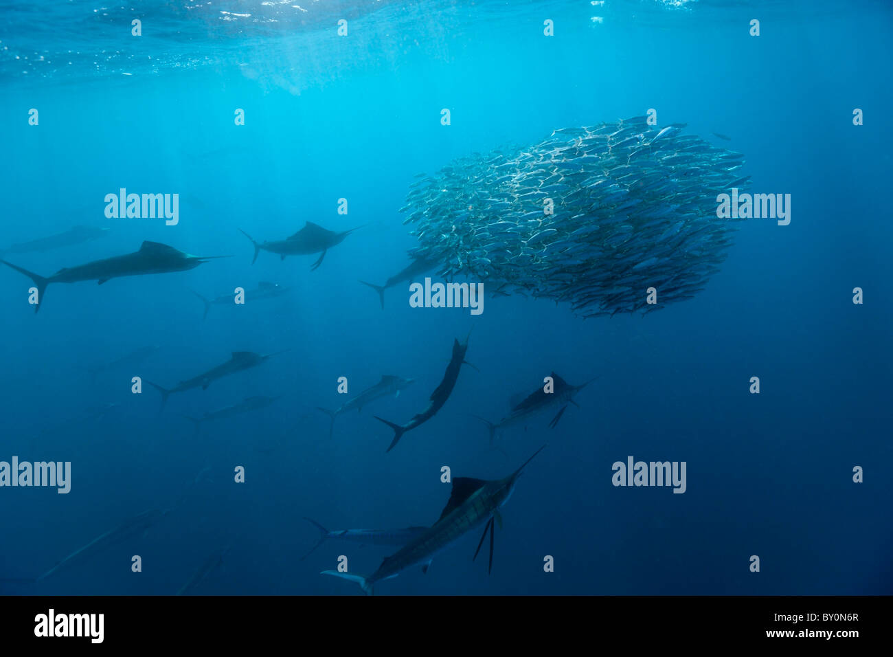 Atlantic Sailfish hunting Sardines, Istiophorus albicans, Isla Mujeres ...