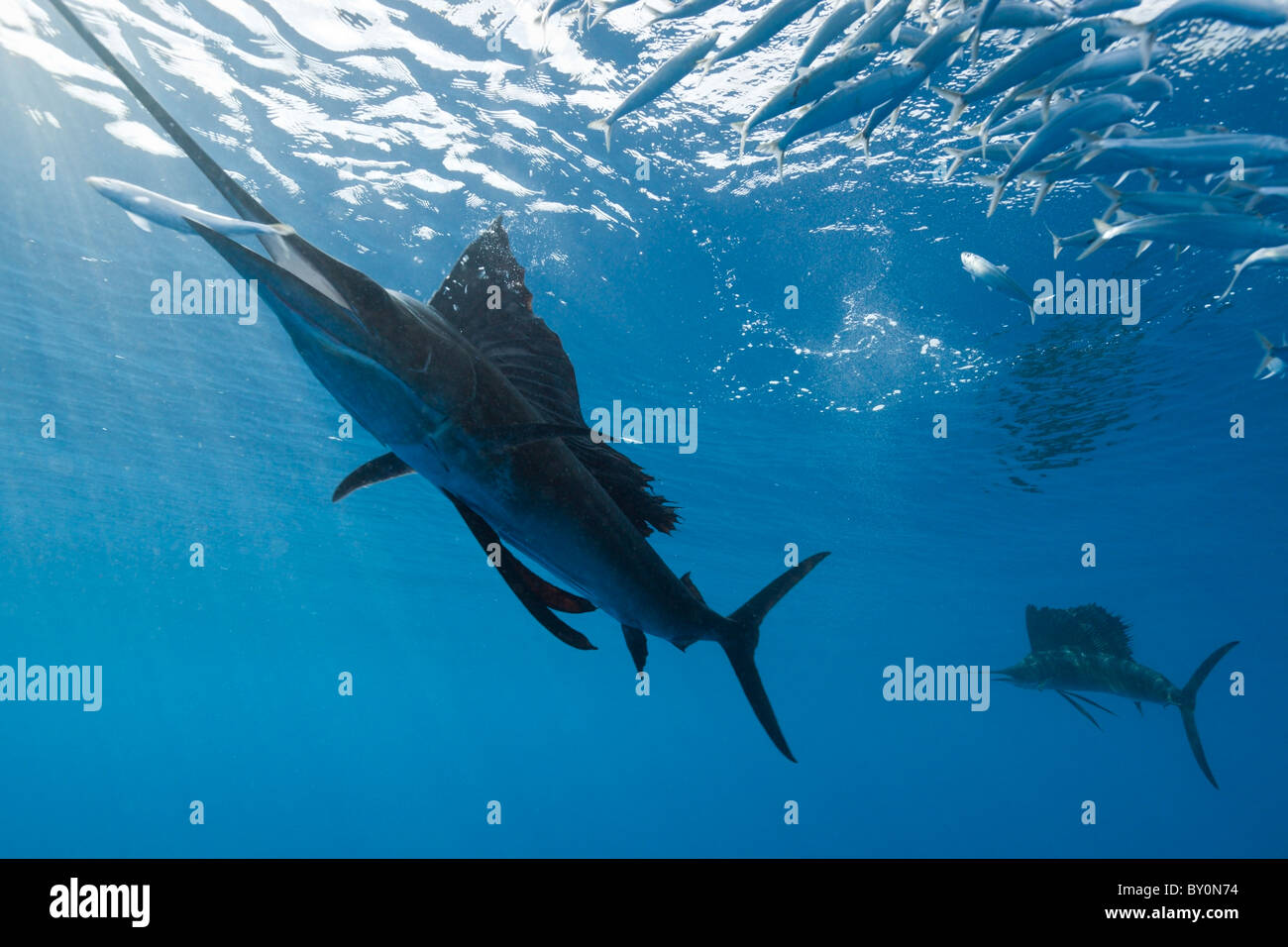 Atlantic Sailfish hunting Sardines, Istiophorus albicans, Isla Mujeres ...