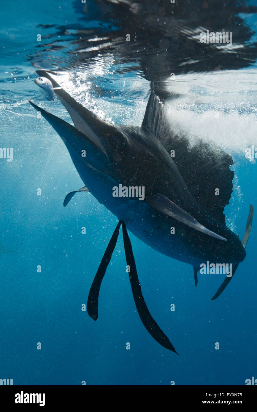 Atlantic Sailfish hunting Sardines, Istiophorus albicans, Isla Mujeres ...