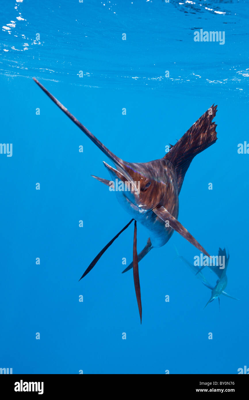 Atlantic Sailfish, Istiophorus albicans, Isla Mujeres, Yucatan ...