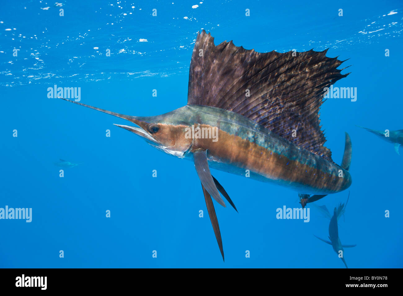 Atlantic Sailfish, Istiophorus albicans, Isla Mujeres, Yucatan ...