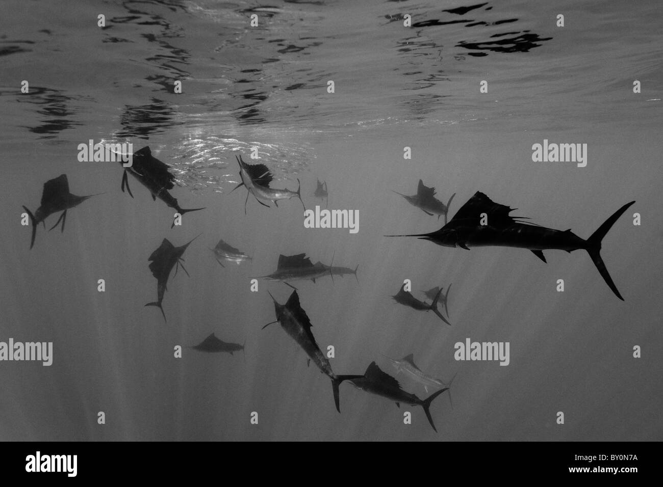 Atlantic Sailfish hunting Sardines, Istiophorus albicans, Isla Mujeres ...