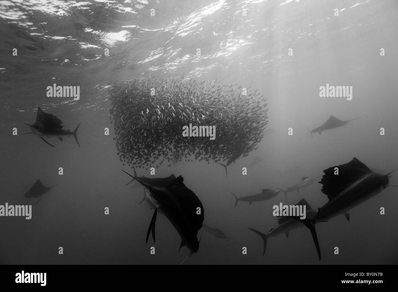 Atlantic Sailfish hunting Sardines, Istiophorus albicans, Isla Mujeres ...