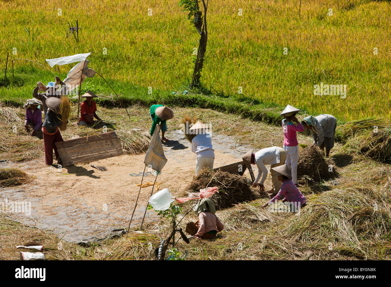 Rice Crop at Bali, Oryza, Bali, Indonesia Stock Photo - Alamy