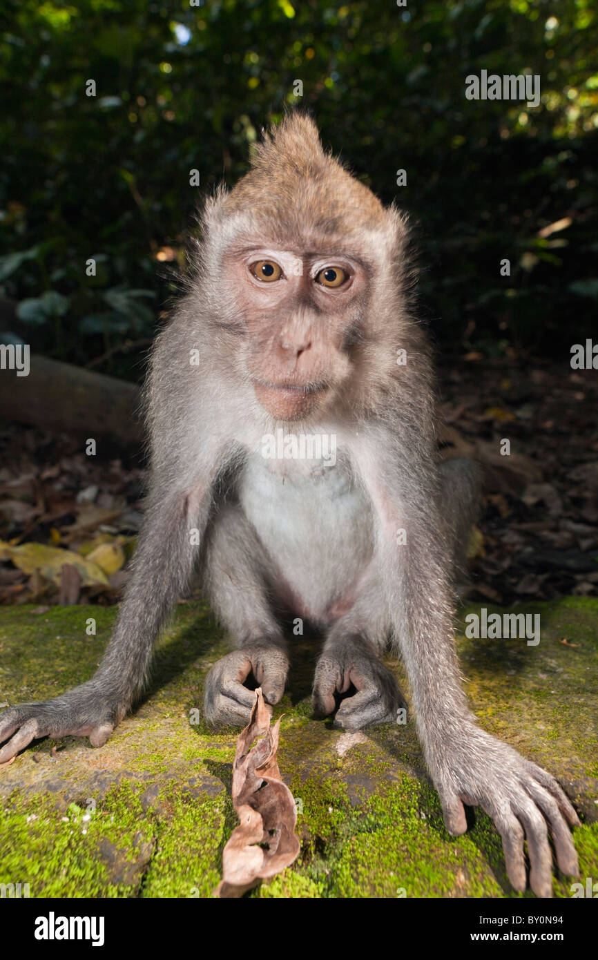 Philippine monkey hi-res stock photography and images - Alamy