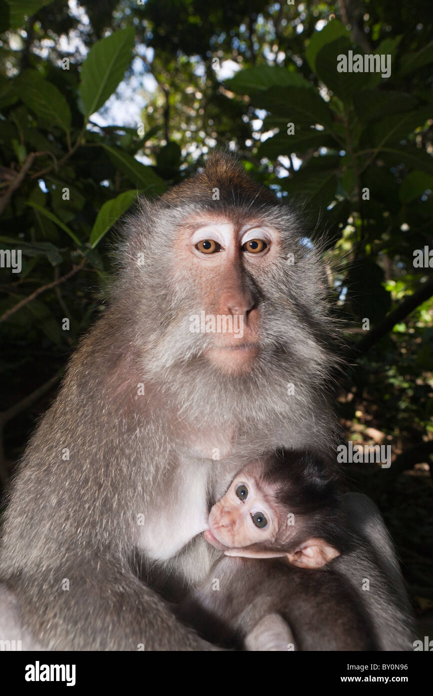 Longtailed Macaque with Baby, Macaca fascicularis, Bali, Indonesia ...