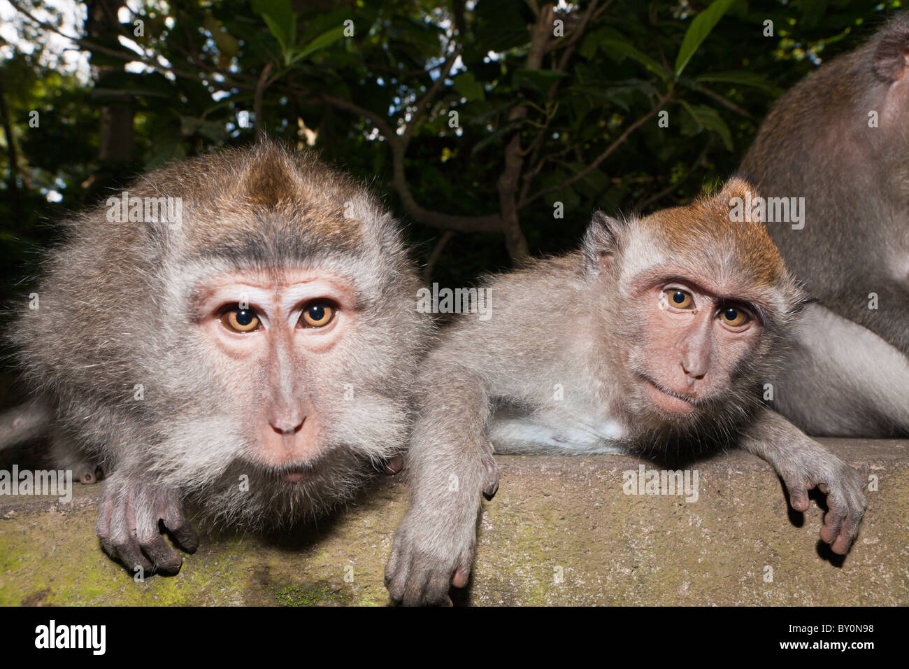 Longtailed Macaques, Macaca fascicularis, Bali, Indonesia Stock Photo ...