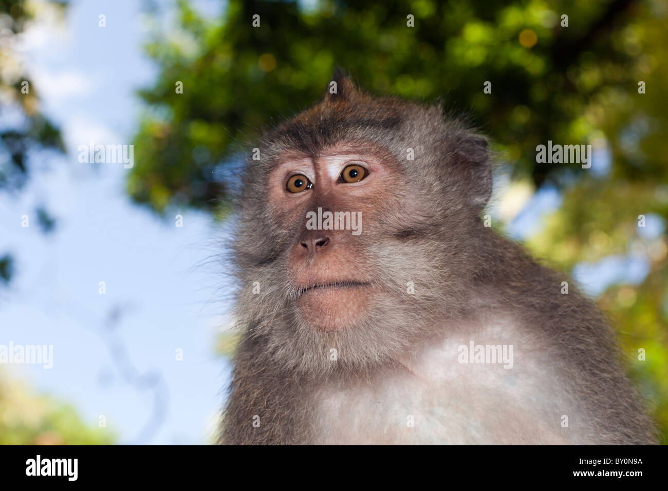 Bali fauna hi-res stock photography and images - Alamy