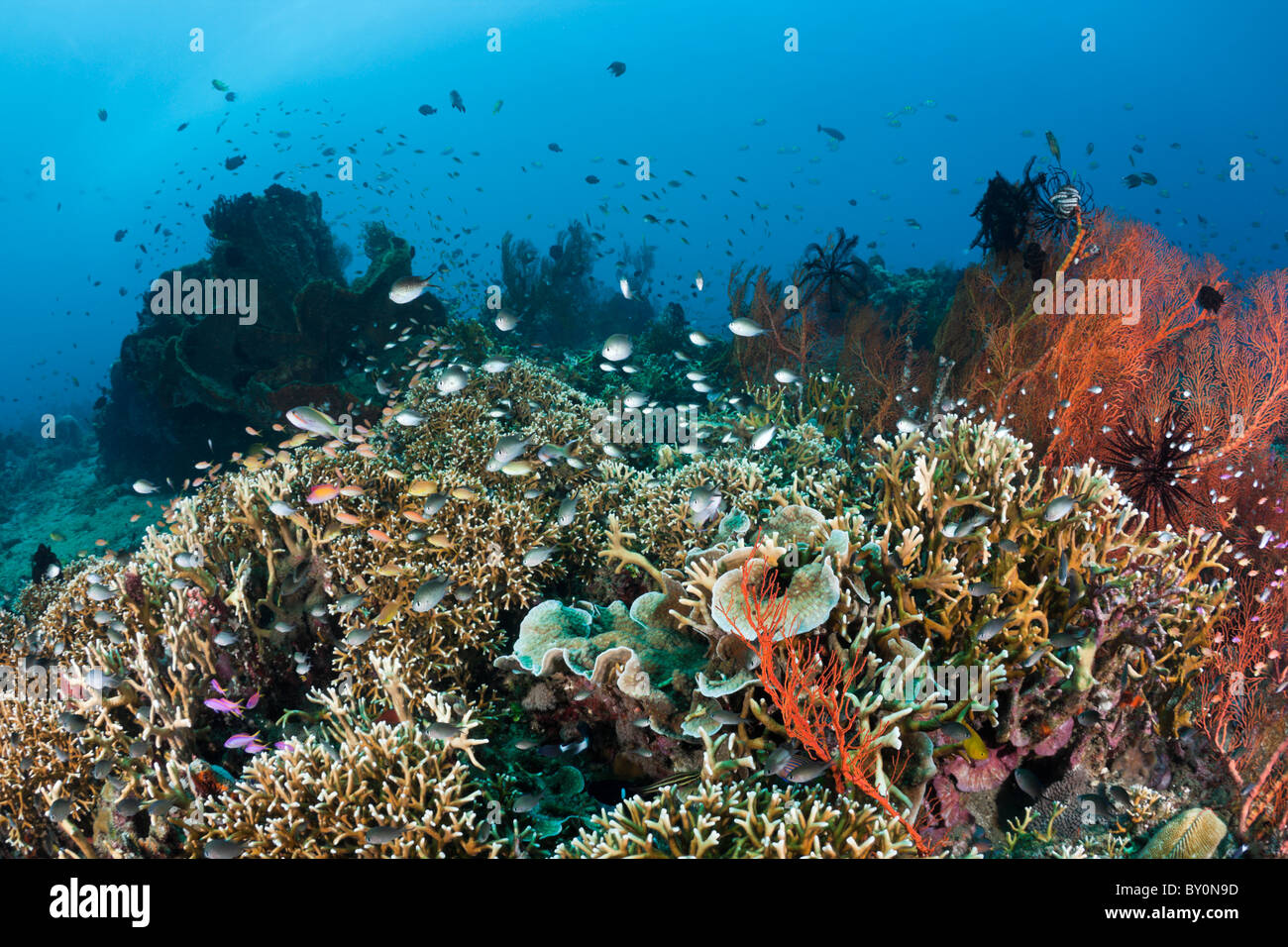 Coral Reef, Amed, Bali, Indonesia Stock Photo - Alamy