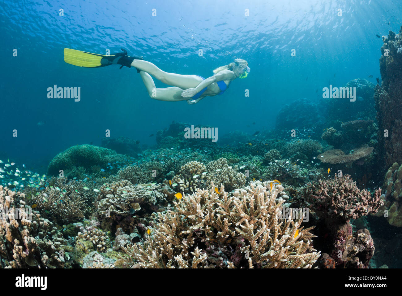 Free diving over Coral Reef, Amed, Bali, Indonesia Stock Photo - Alamy