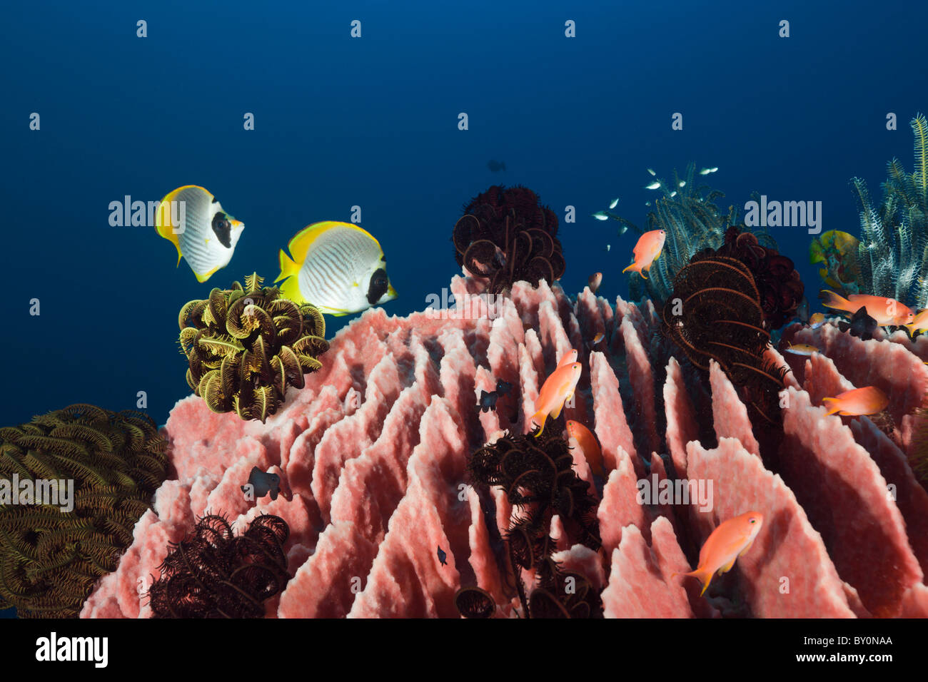 Panda butterflyfishes hi-res stock photography and images - Alamy