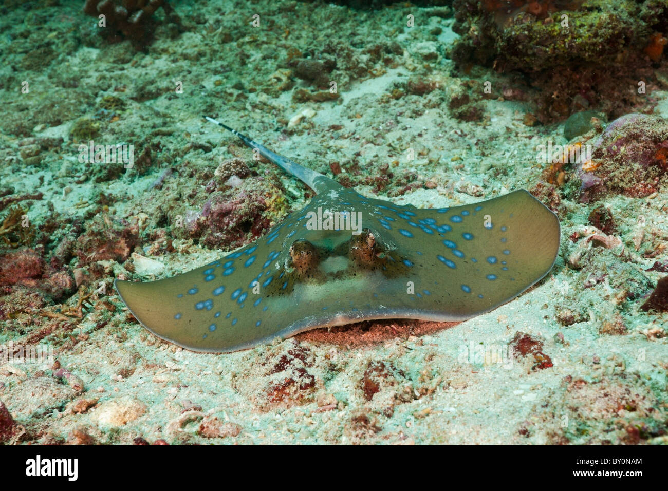 Bluespotted Ribbontail Ray, Taeniura lymma, Amed, Bali, Indonesia Stock ...