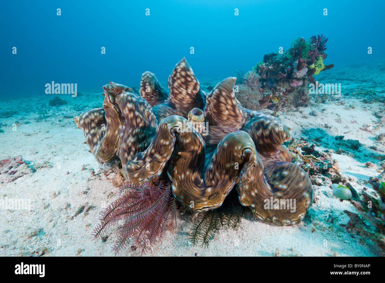 Giant Clam, Tridacna squamosa, Amed, Bali, Indonesia Stock Photo - Alamy