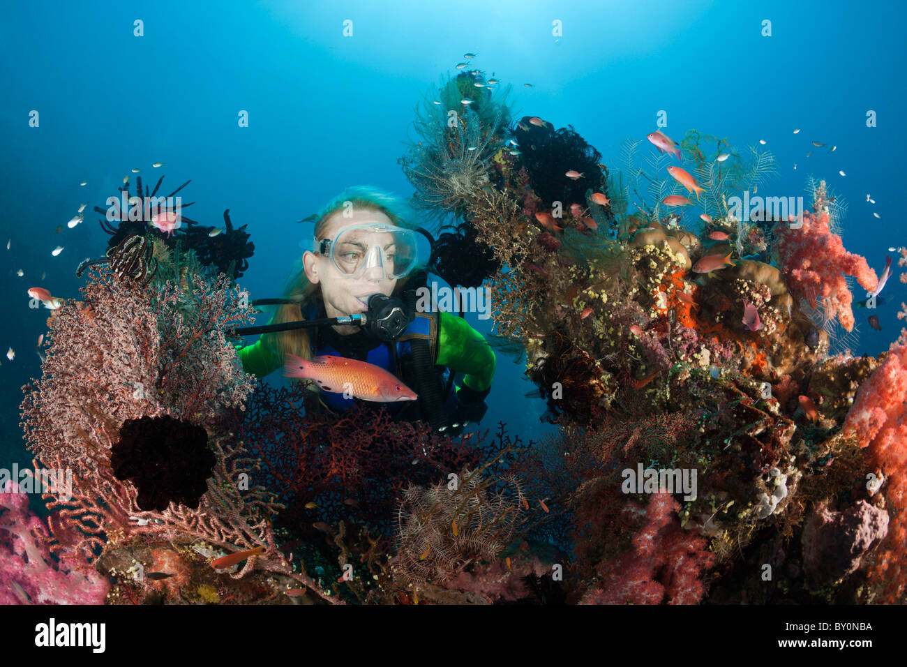 Wrecks coral reef diver hi-res stock photography and images - Alamy