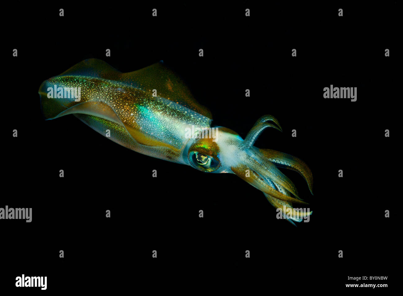 Reef Squid at Night, Alam Batu, Bali, Indonesia Stock Photo - Alamy