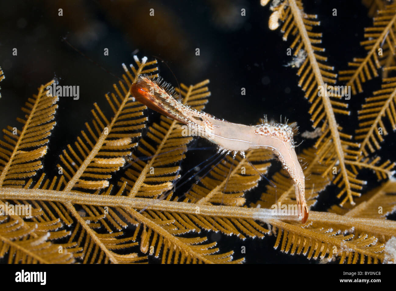 Rock shrimp leander plumosus hi-res stock photography and images - Alamy