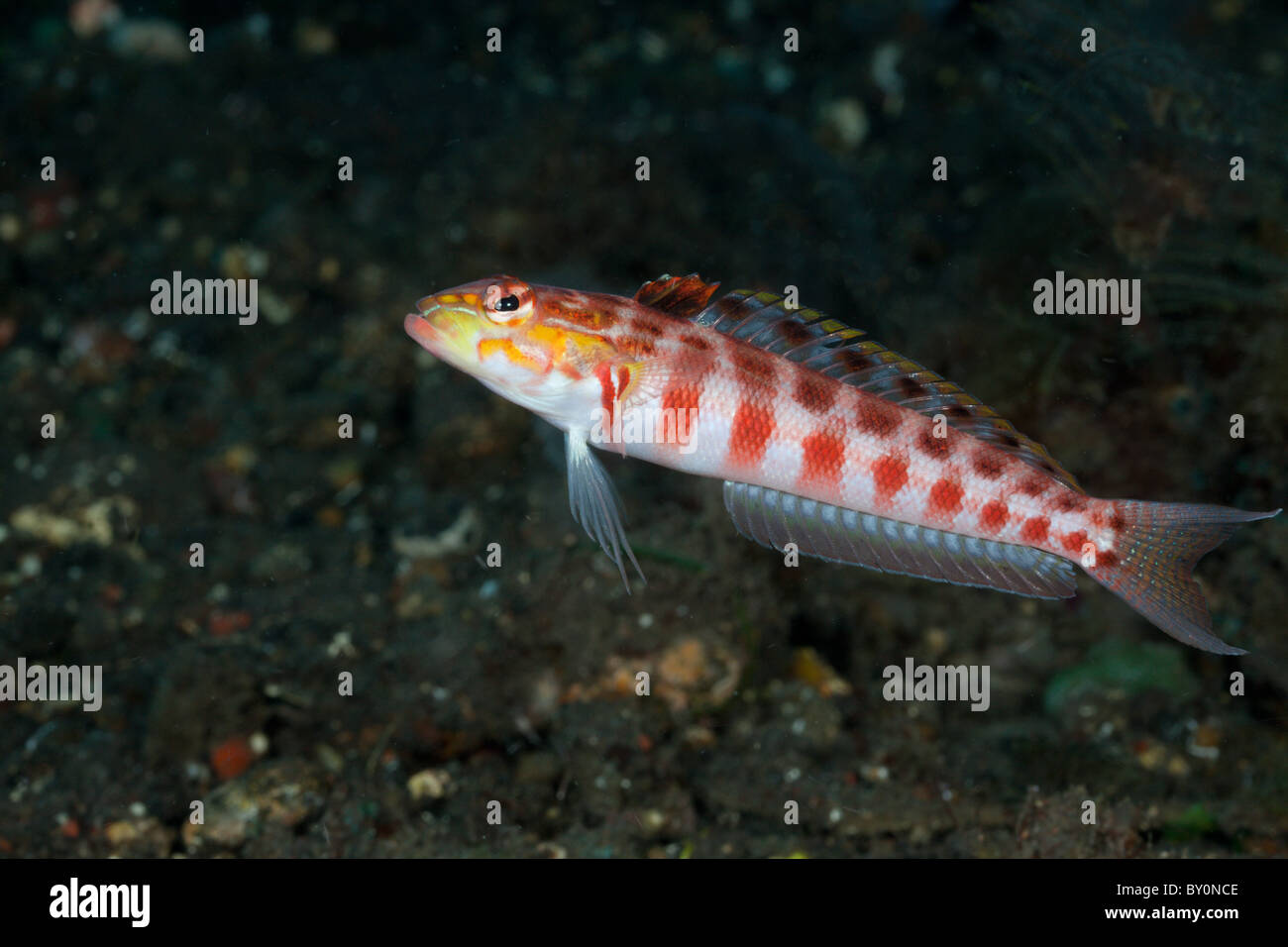 Redspotted sandperch hi-res stock photography and images - Alamy