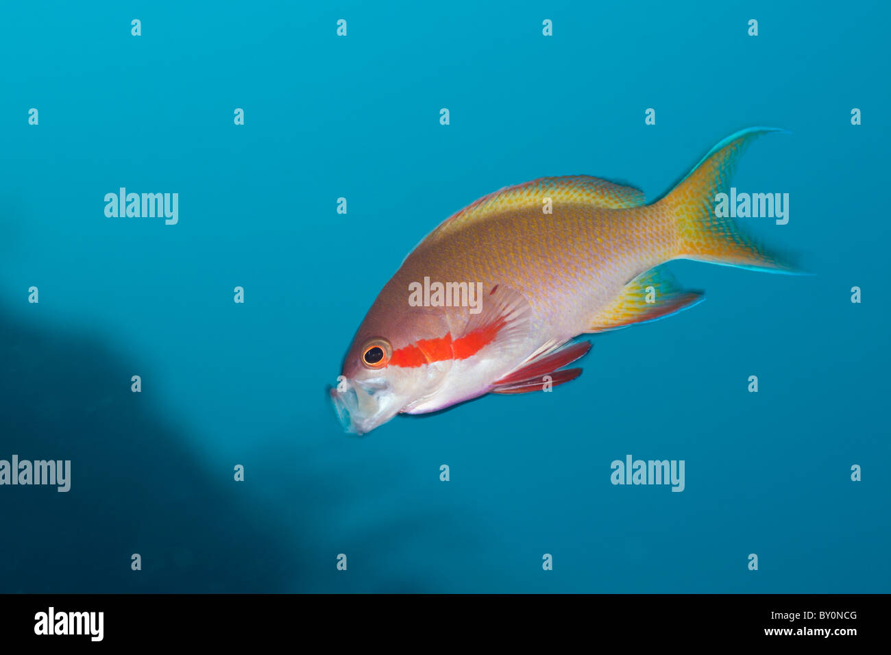 Male Red Cheeked Anthias, Pseudanthias huchtii, Alam Batu, Bali ...