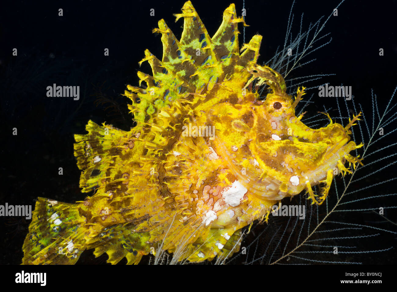 Yellow Weedy Scorpionfish, Rhinopias frondosa, Alam Batu, Bali ...