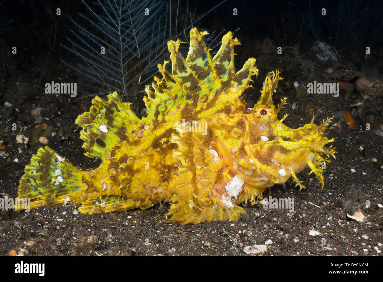 Yellow Weedy Scorpionfish, Rhinopias frondosa, Alam Batu, Bali ...