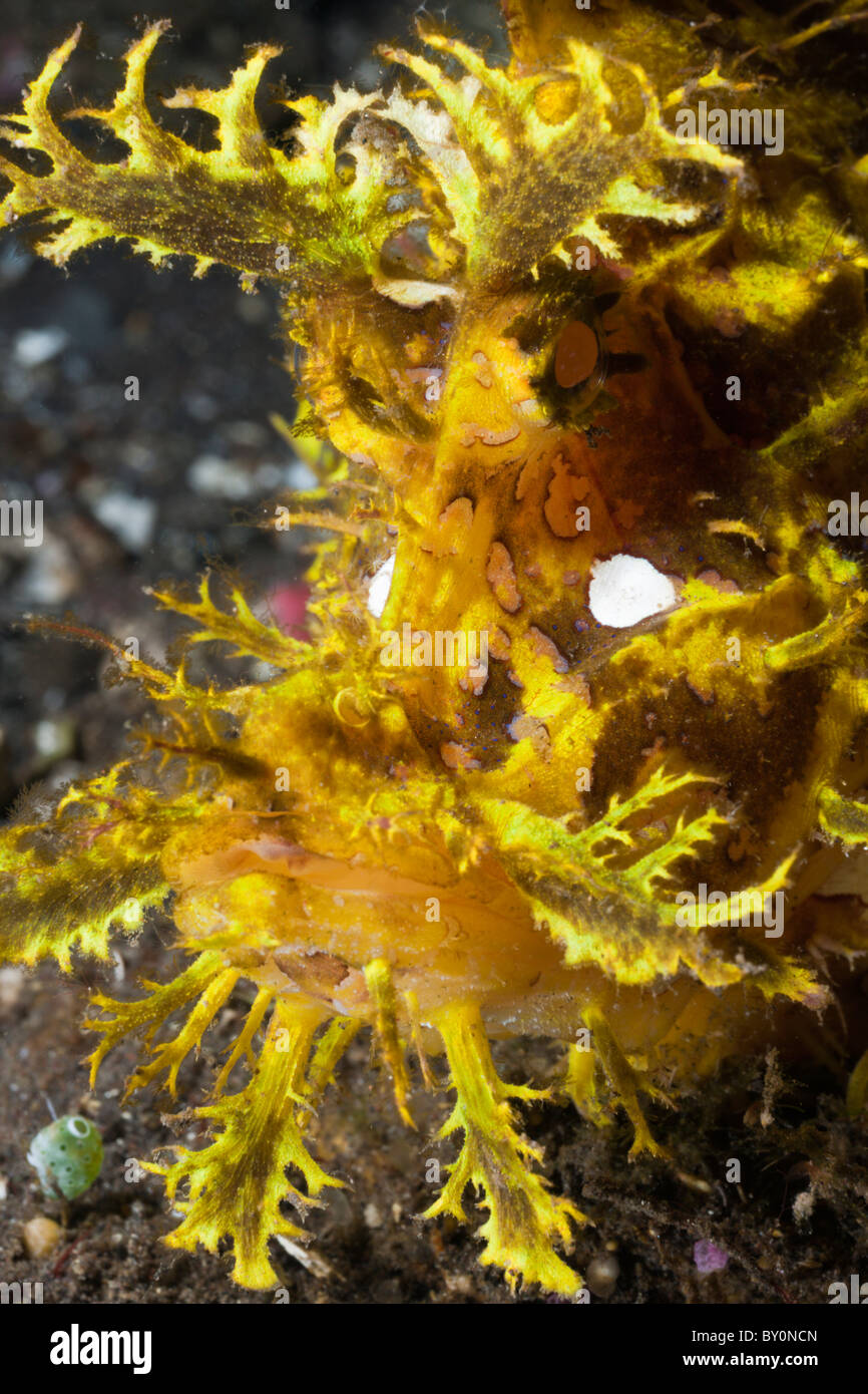 Yellow Weedy Scorpionfish, Rhinopias frondosa, Alam Batu, Bali ...