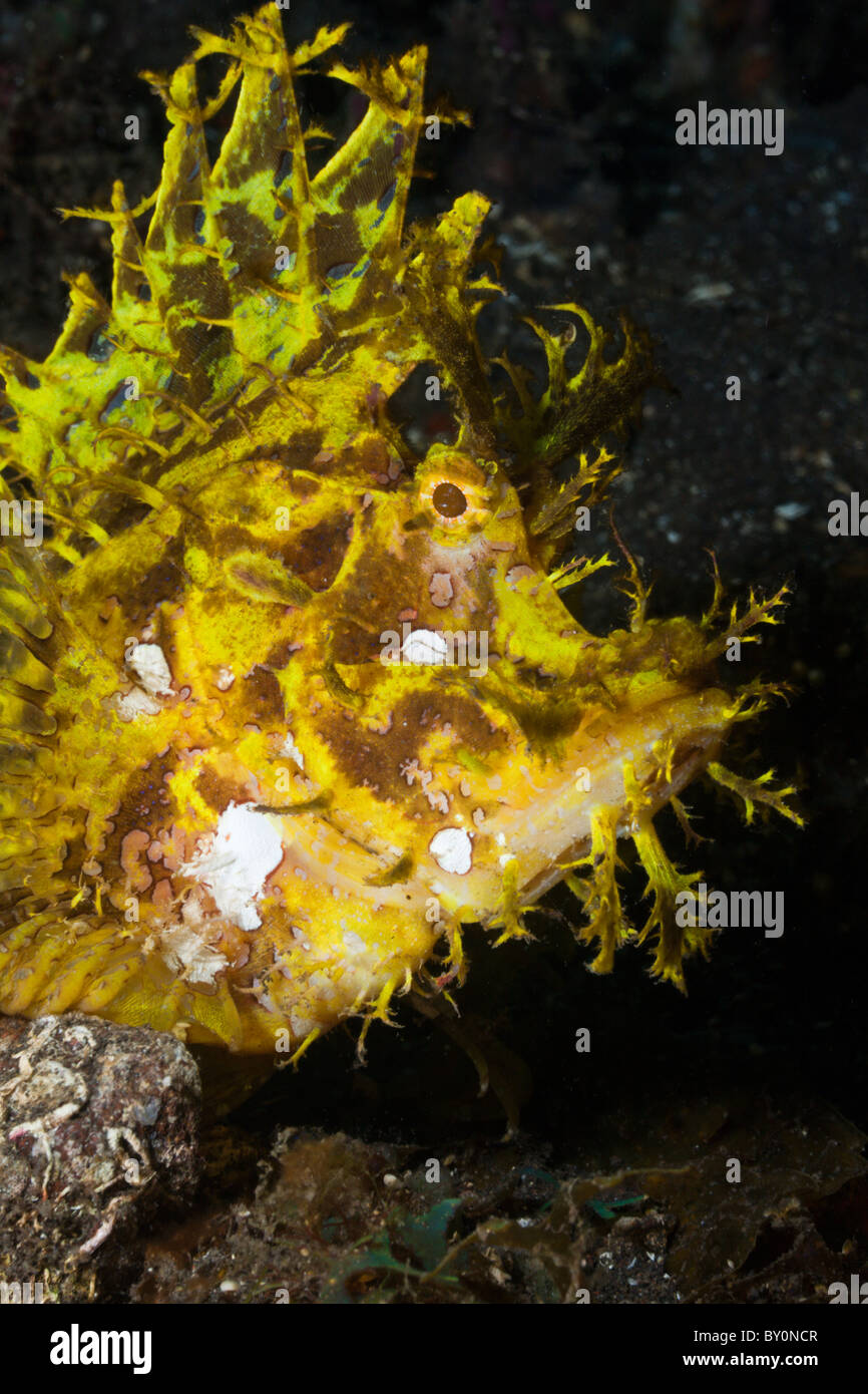 Yellow Weedy Scorpionfish, Rhinopias frondosa, Alam Batu, Bali ...