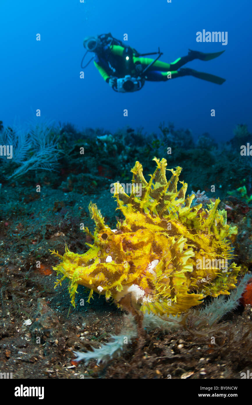 Yellow Weedy Scorpionfish, Rhinopias frondosa, Alam Batu, Bali ...