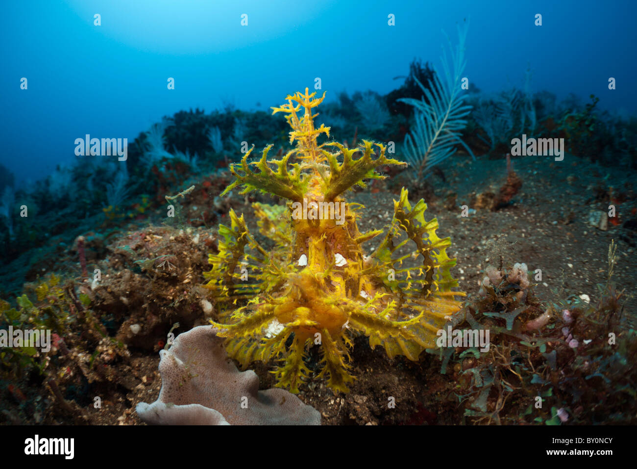Yellow Weedy Scorpionfish, Rhinopias frondosa, Alam Batu, Bali ...