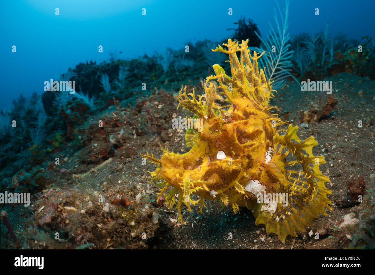 Yellow Weedy Scorpionfish, Rhinopias frondosa, Alam Batu, Bali ...
