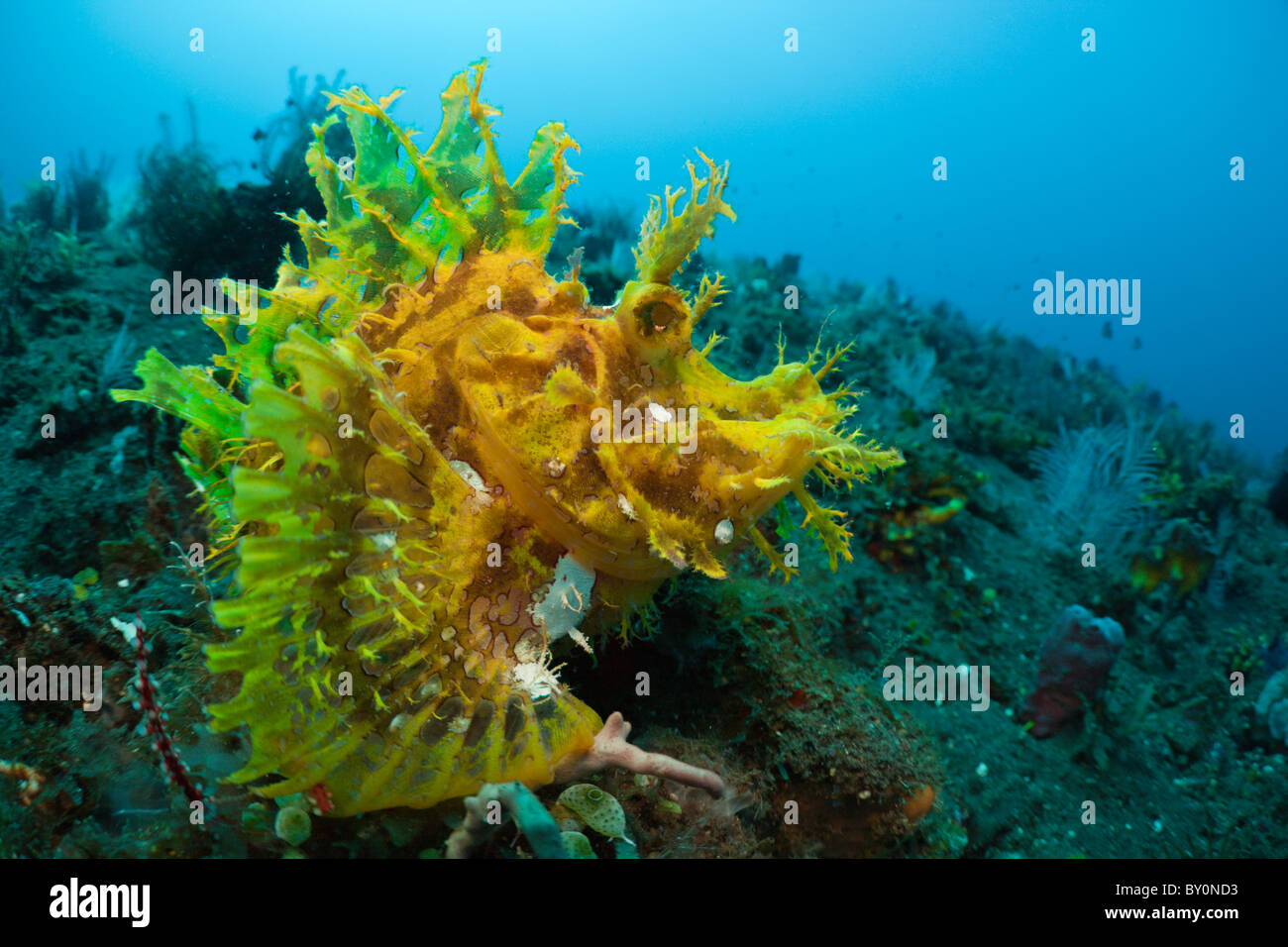 Yellow Weedy Scorpionfish, Rhinopias frondosa, Alam Batu, Bali ...