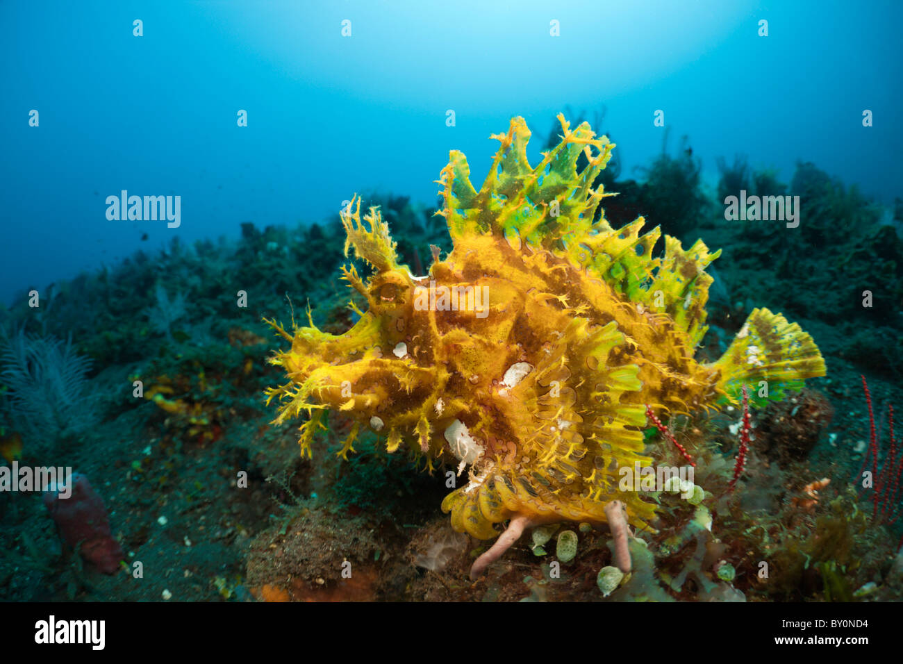 Yellow Weedy Scorpionfish, Rhinopias frondosa, Alam Batu, Bali ...