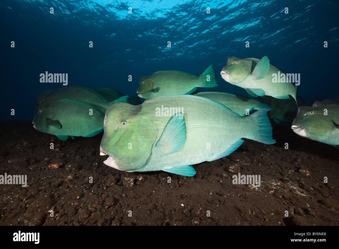 Bumphead Parrotfish Juvenile