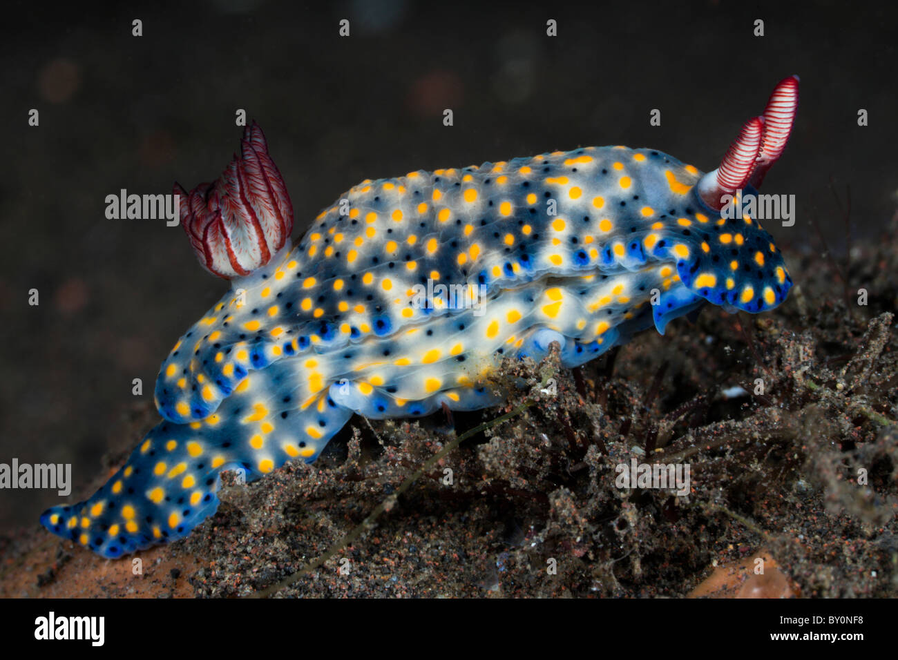 Blue Nudibranch, Hypselodoris obscura, Alam Batu, Bali, Indonesia Stock ...