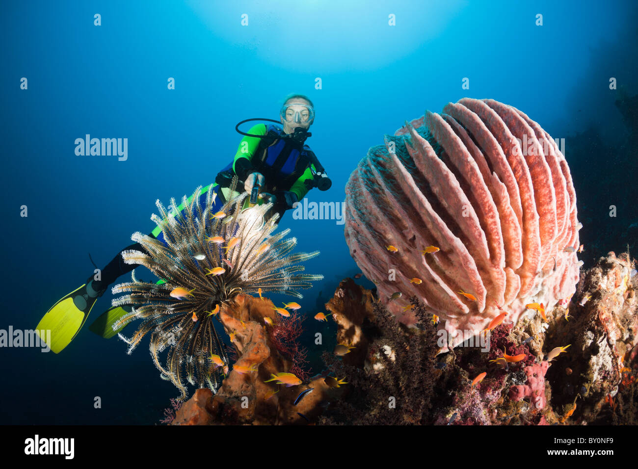 Diving barrel hi-res stock photography and images - Alamy