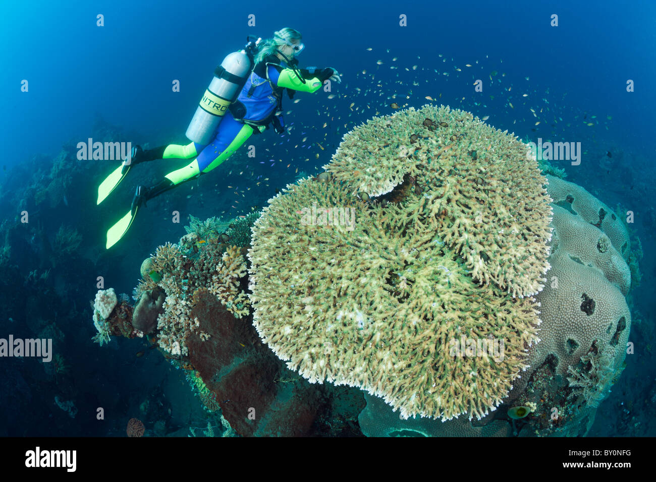 Scuba Diving at Bali, Alam Batu, Bali, Indonesia Stock Photo - Alamy