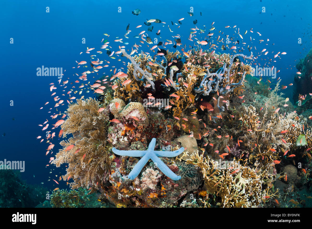 Colorful Coral Reef, Alam Batu, Bali, Indonesia Stock Photo - Alamy