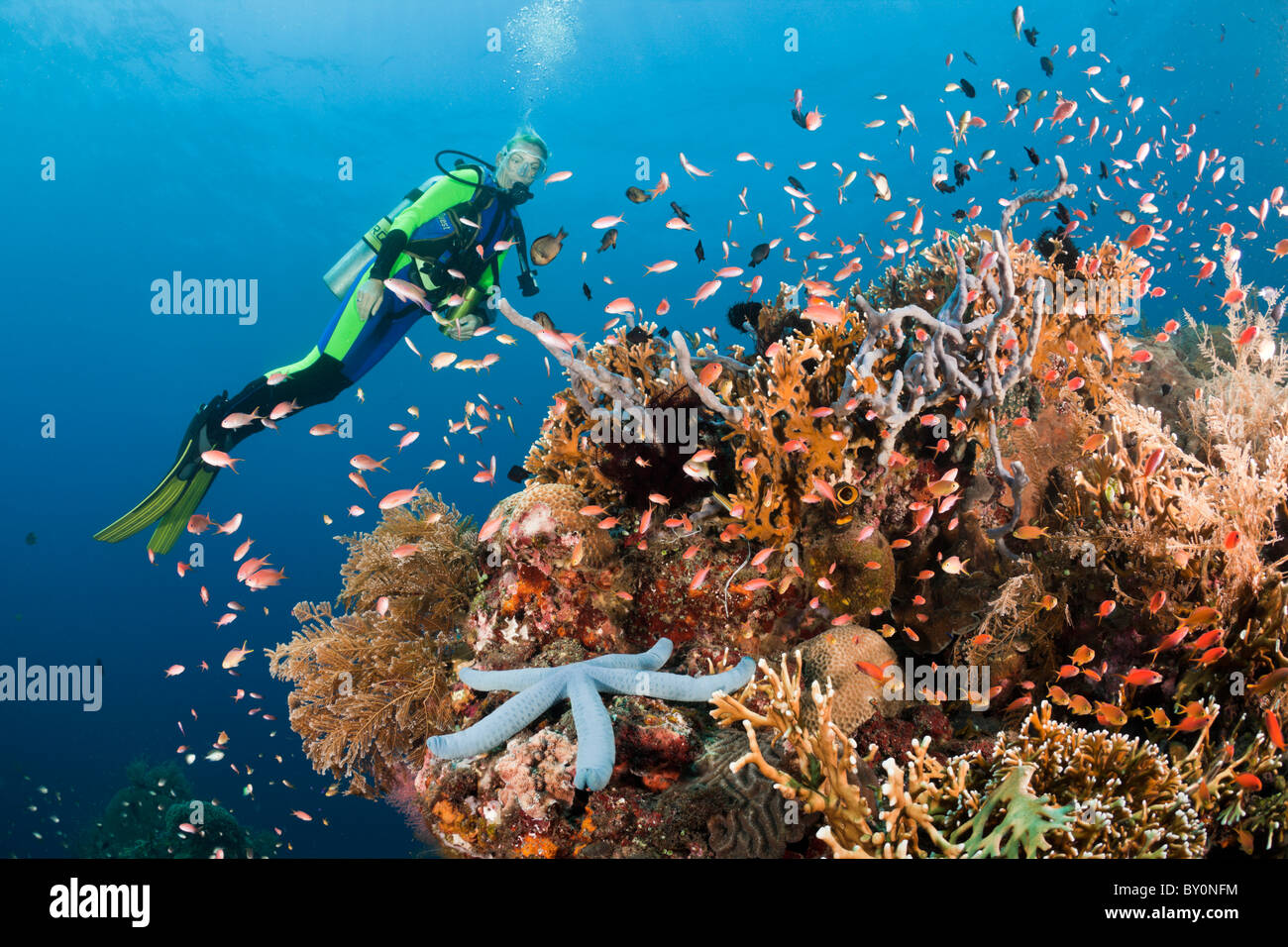 Scuba Diving at Bali, Alam Batu, Bali, Indonesia Stock Photo - Alamy