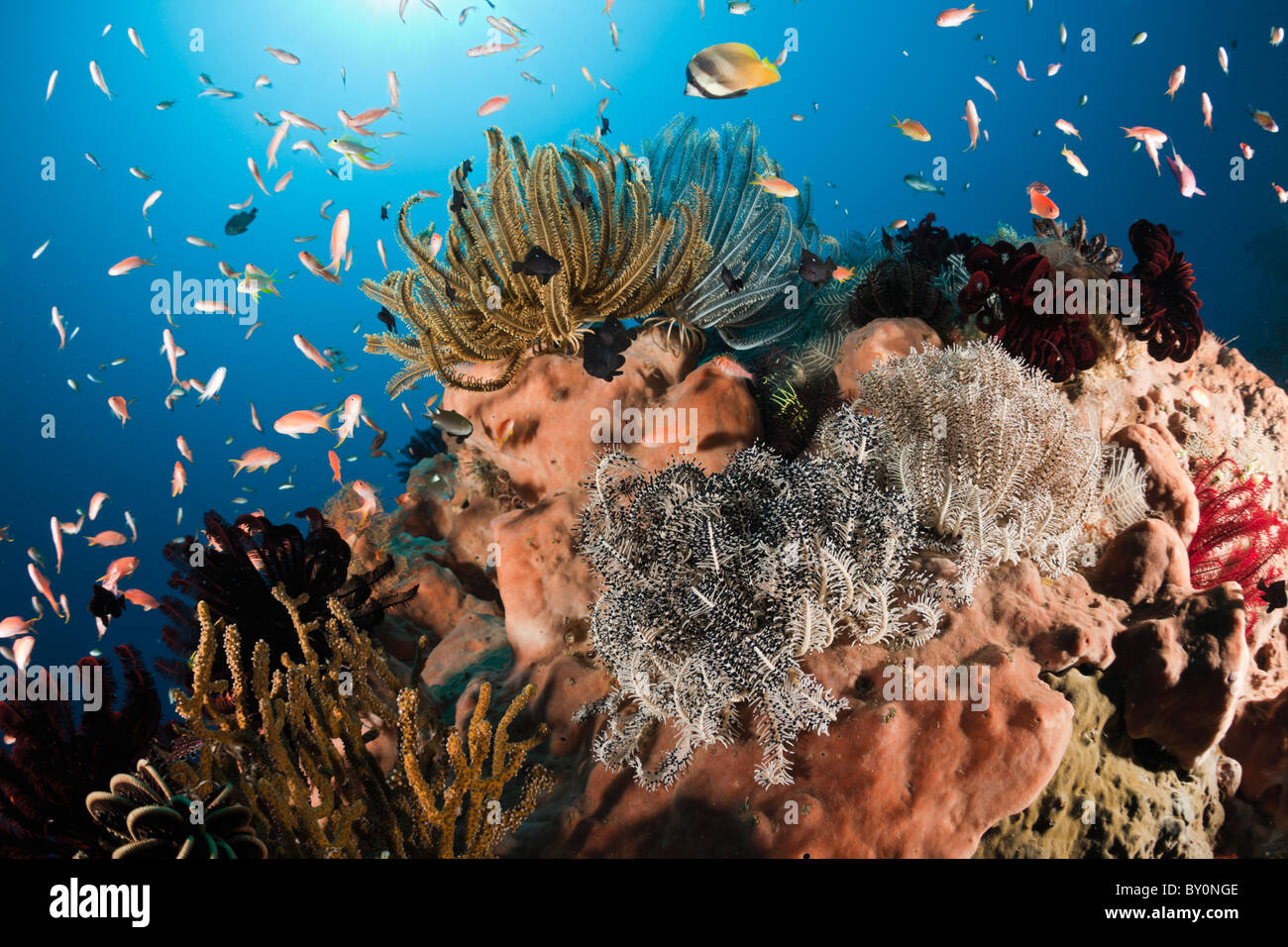 Colorful Crinoids on Reef, Comanthina sp., Alam Batu, Bali, Indonesia ...