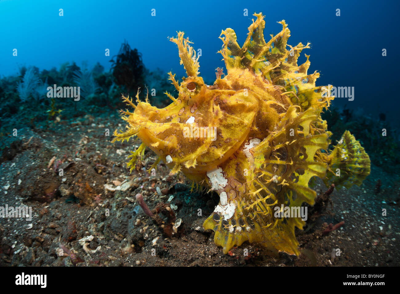 Yellow Weedy Scorpionfish, Rhinopias frondosa, Alam Batu, Bali ...