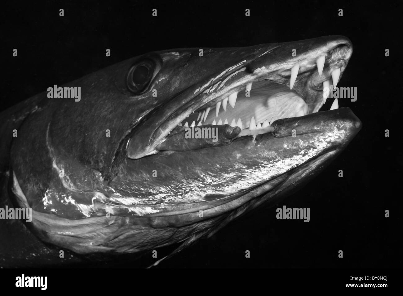 Barracuda mouth Black and White Stock Photos & Images - Alamy