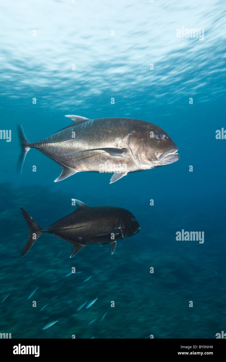 Giant trevally fish hi-res stock photography and images - Alamy