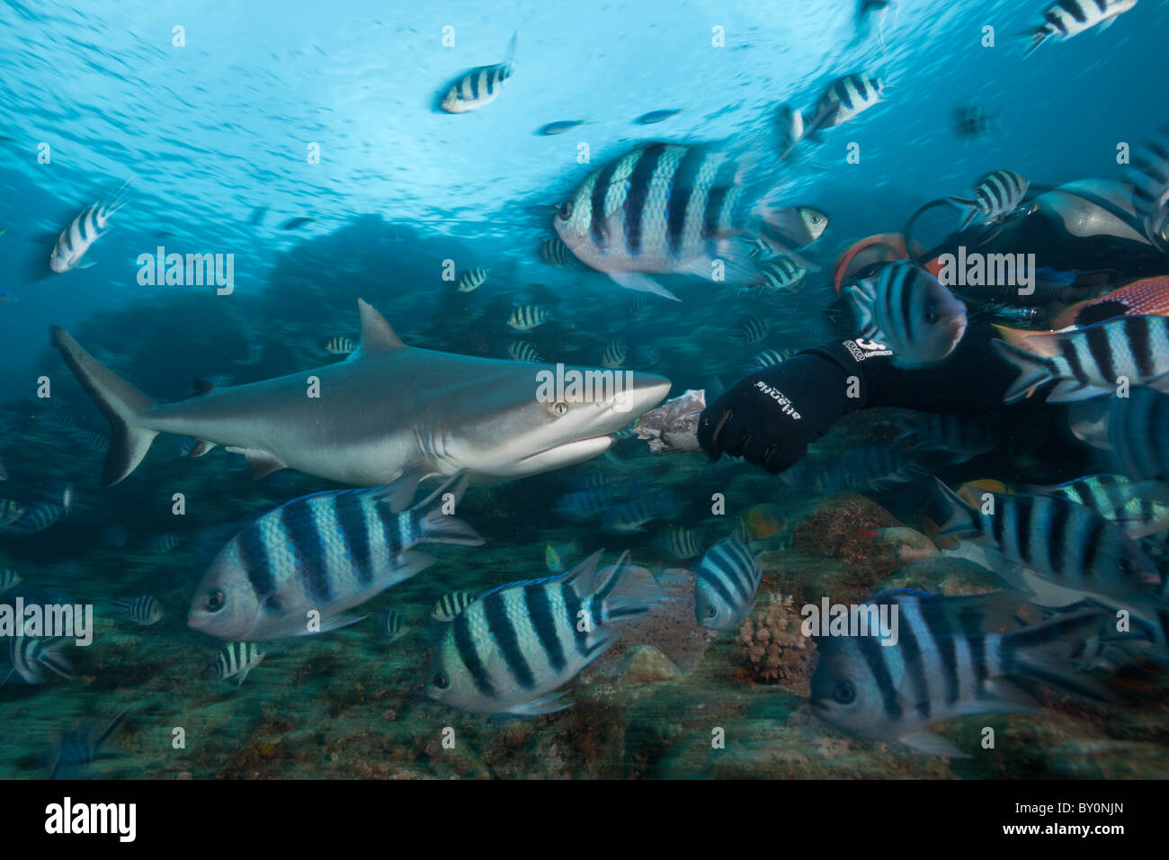 Y model release model released horizontal format hi-res stock ...