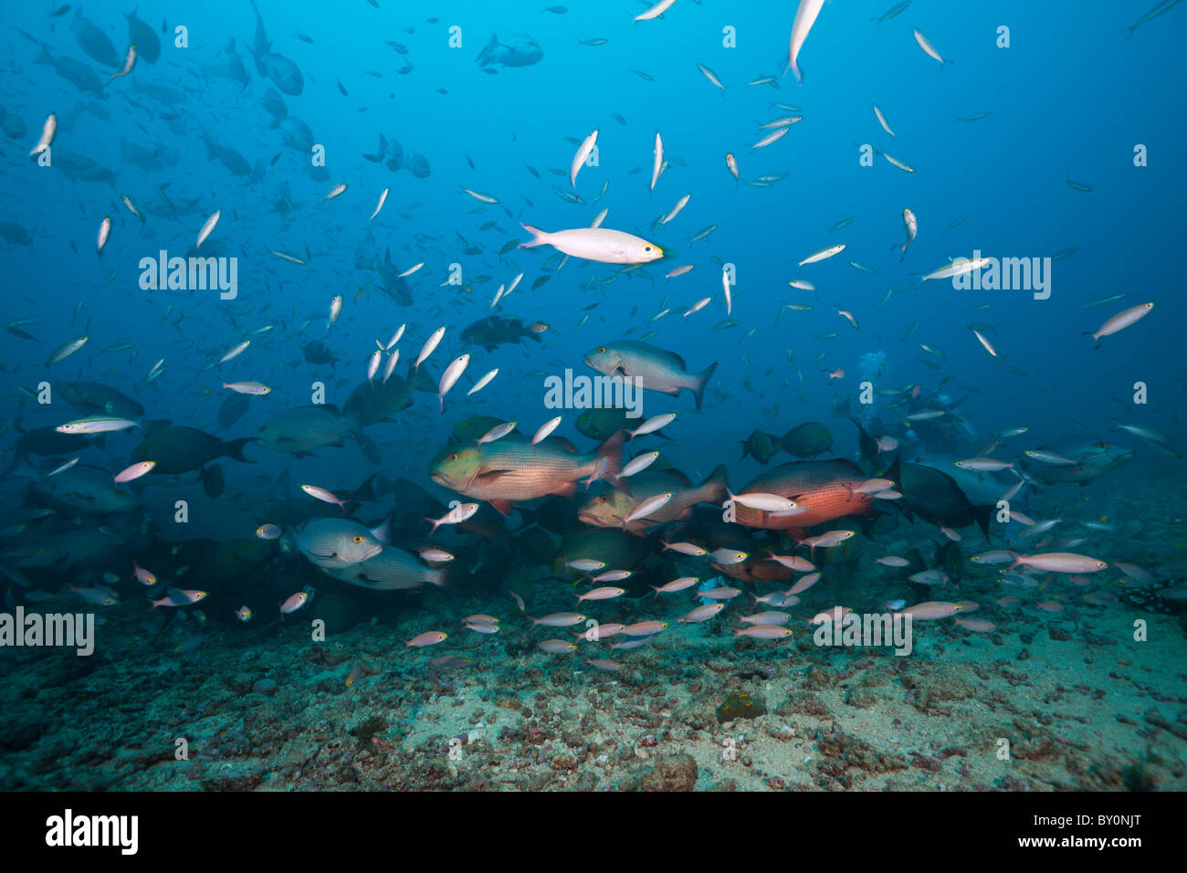 Snapper lutjanus sp hi-res stock photography and images - Alamy